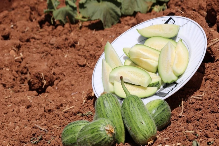 Şelengo Turşusu Nasıl Yapılır? - Güncel Oku