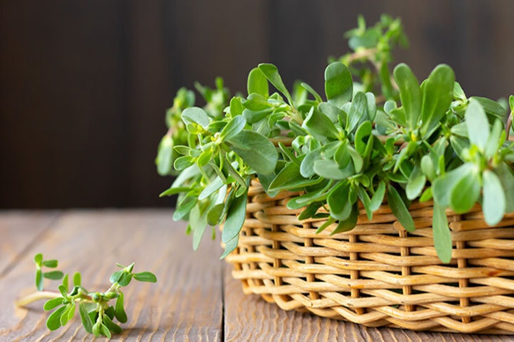 Semiz Otu Buzlukta Nasıl Saklanır? - Güncel Oku