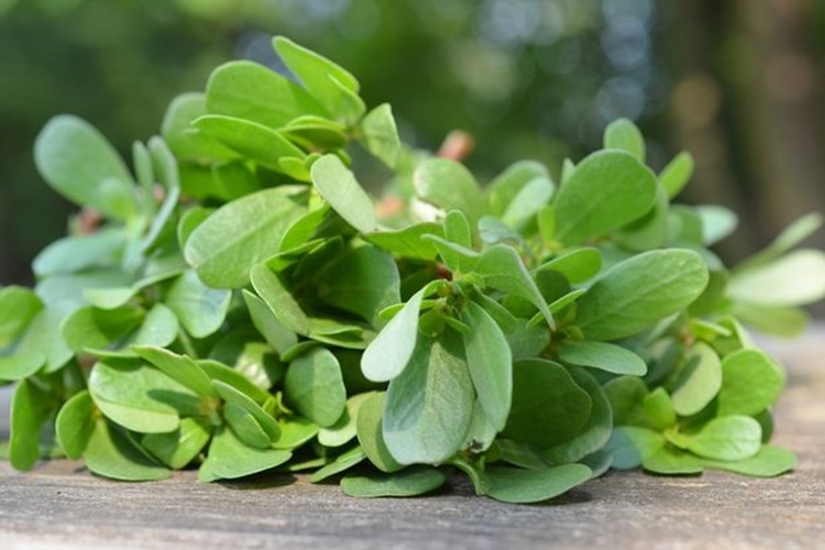 Semiz Otu Kan Sulandırır Mı? - Güncel Oku