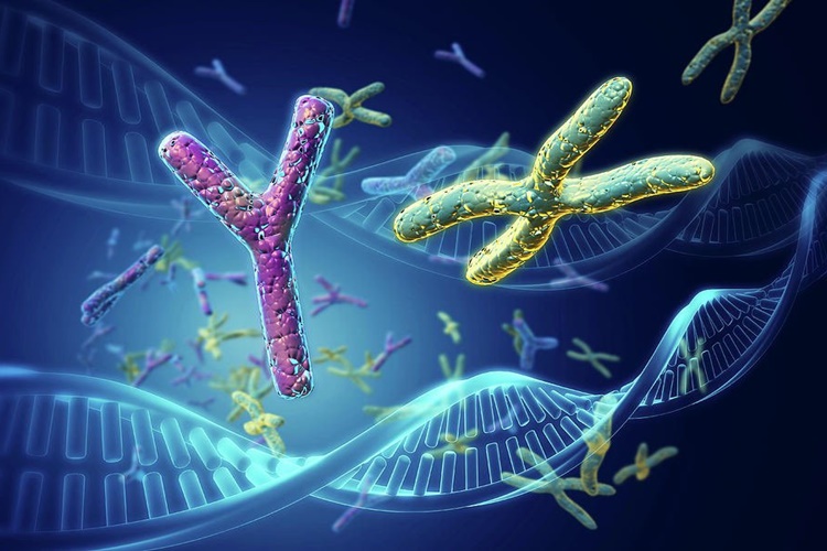 Sentrozom Alyuvarlarda Var Mı? - Güncel Oku