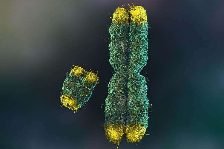 Sentrozom Bölünür Mü? - Güncel Oku