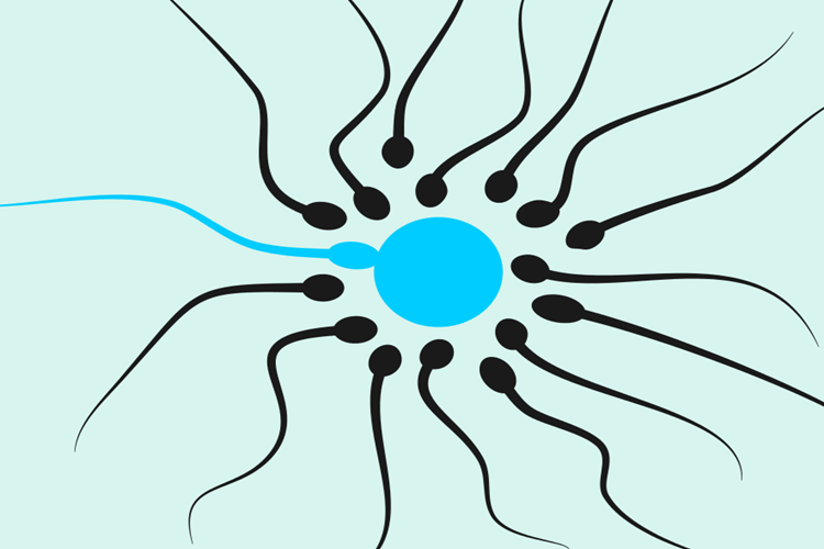 Sentrozom Hangi Hücrelerde Bulunur? - Güncel Oku