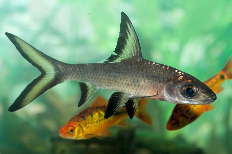 Silver Shark Hangi Balıklarla Yaşar? - Güncel Oku