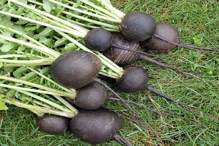 Siyah Turp Zararları Nelerdir? - Güncel Oku