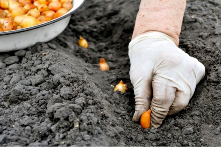 Soğan Ekimi Hangi Ayda Yapılır? - Güncel Oku