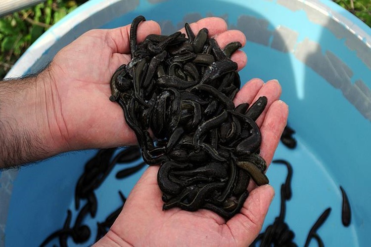 Sülük Nerede Satılır? - Güncel Oku