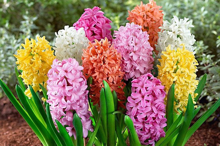 Sümbül Bakımı Nasıl Olur? - Güncel Oku