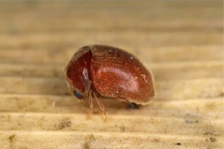 Susam Böceği Nasıl Yok Edilir? - Güncel Oku
