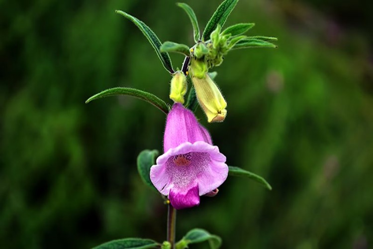Susam Çiçeği Nasıl Kurutulur? - Güncel Oku