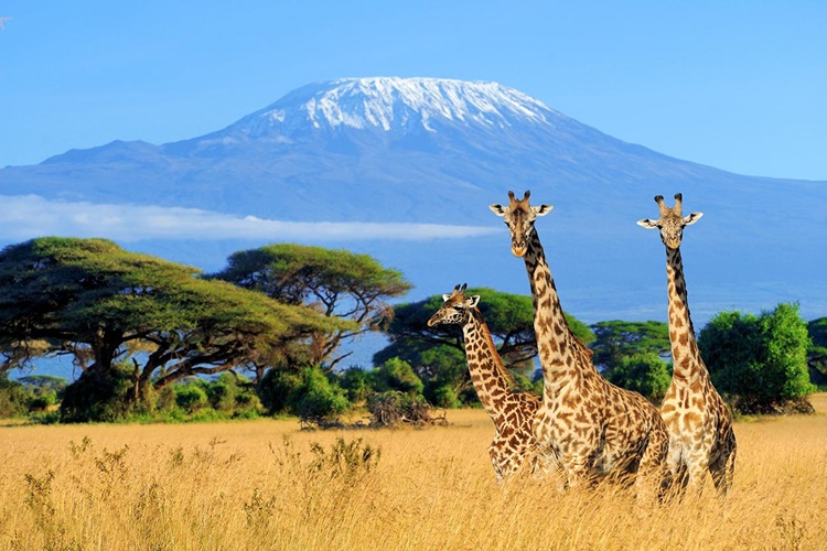 Tanzanya Hakkında Merak Edilenler - Güncel Oku