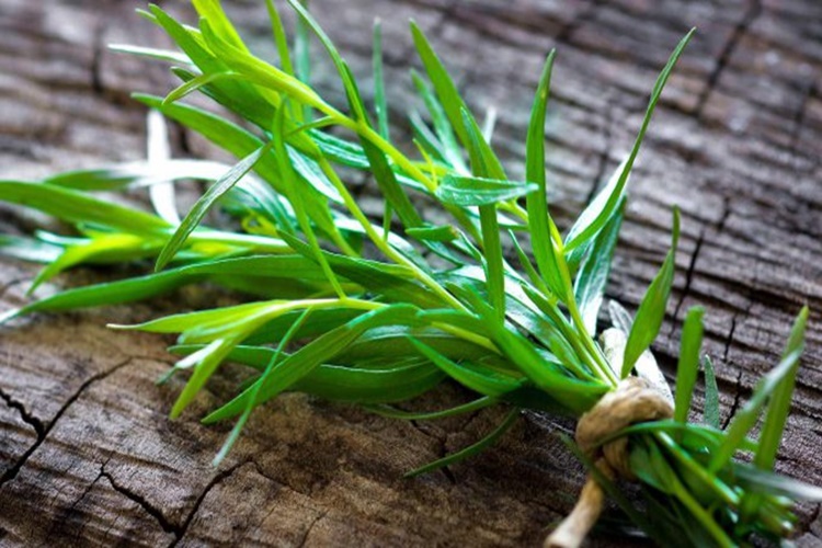 Tarhun Otunun Faydaları Nelerdir? - Güncel Oku