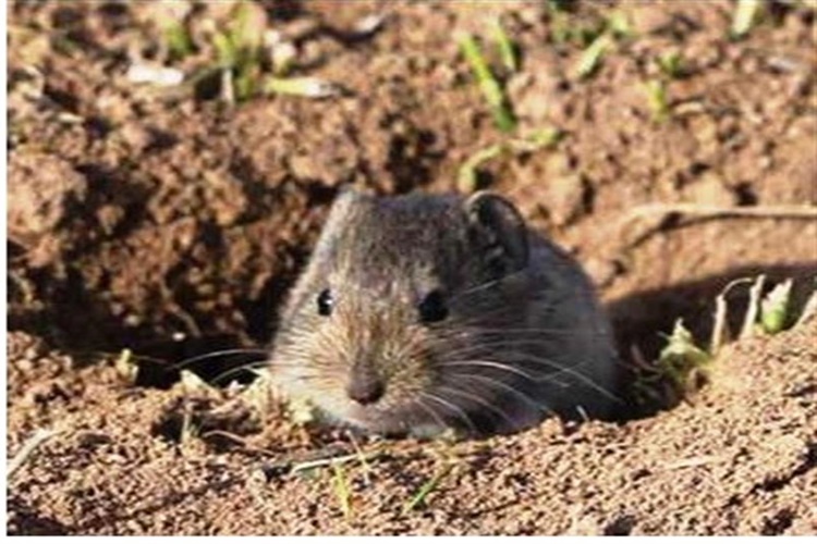 Tarla Faresi Nasıl Yok Edilir? - Güncel Oku