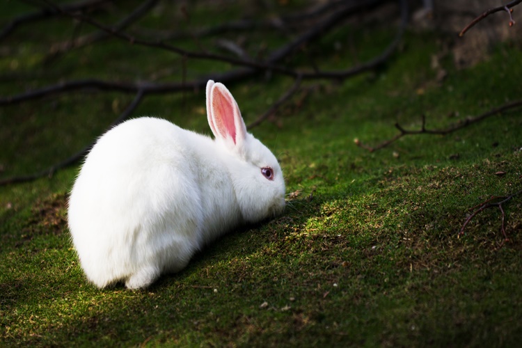 Tavşanlar Uçağa Binebilir Mi? - Güncel Oku
