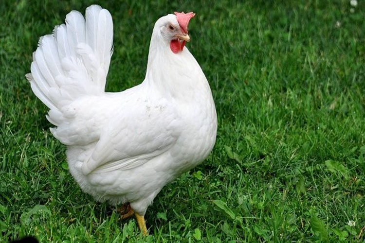 Tavuk Aç Susuz Kaç Gün Yaşar? - Güncel Oku