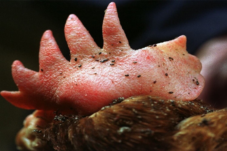 Tavuk Biti Zararlı Mı? - Güncel Oku