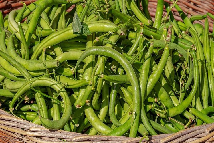 Taze Fasulye Hangi Ayda Çıkar? - Güncel Oku