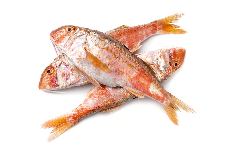 Tekir Balığı Büyüyünce Ne Olur? - Güncel Oku