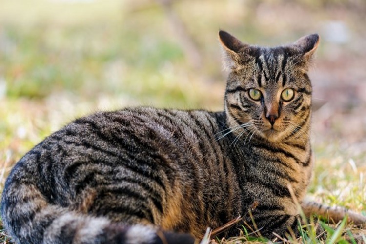 Tekir Kedi Cins Midir? - Güncel Oku