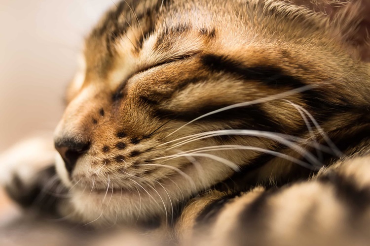 Tekir Kedi Cinsiyeti Nasıl Anlaşılır? - Güncel Oku