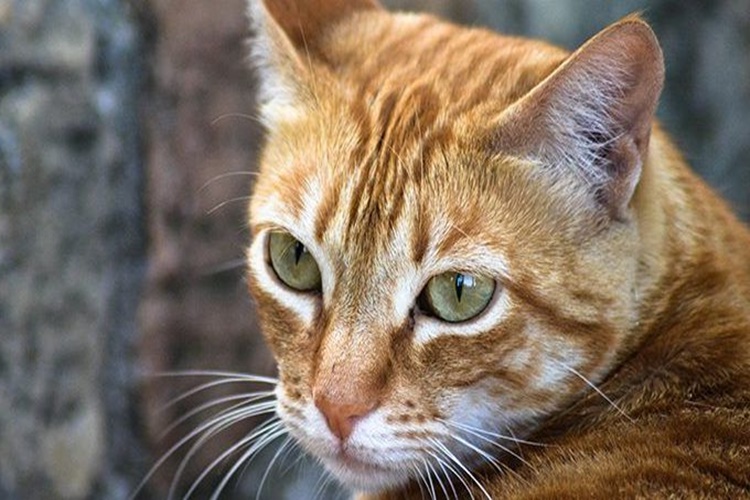 Tekir Kedi Tüy Döker Mi? - Güncel Oku