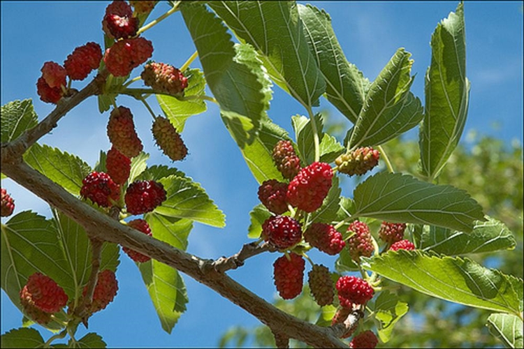 Ters Dut Ne Zaman Budanır? - Güncel Oku