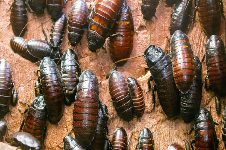 Tesbih Böceği Bitkiye Zarar Verir Mi? - Güncel Oku