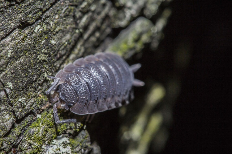 Tesbih Böceği Diğer Adı Nedir? - Güncel Oku