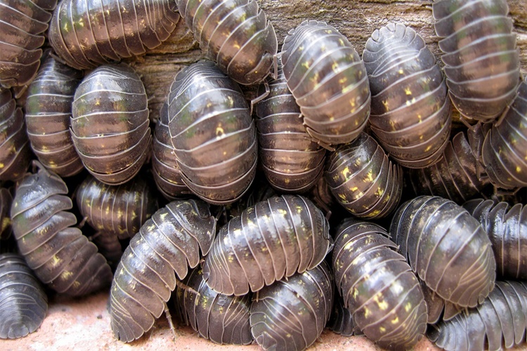 Tesbih Böceği Evde Neden Olur? - Güncel Oku