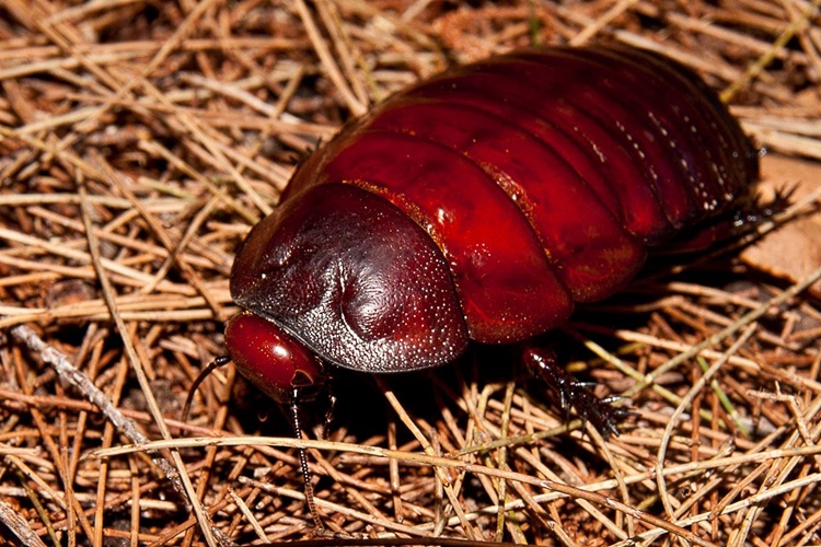 Tesbih Böceği Evden Nasıl Temizlenir? - Güncel Oku