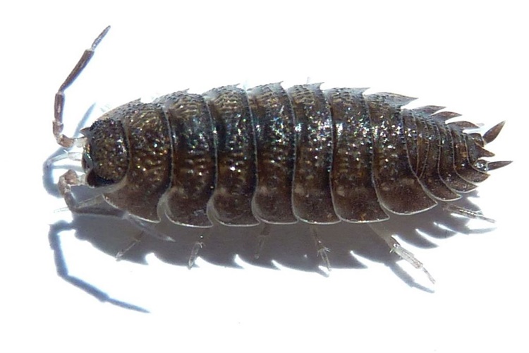 Tesbih Böceği Zararlı Mıdır? - Güncel Oku