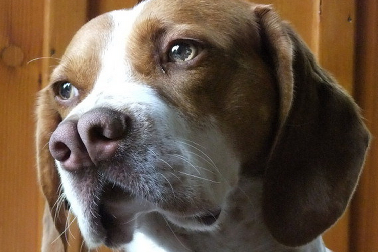 Turkish Pointer Köpek Evde Beslenir mi? - Güncel Oku