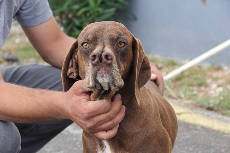 Turkish Pointer Köpek Isırığı Zararlı mıdır? - Güncel Oku