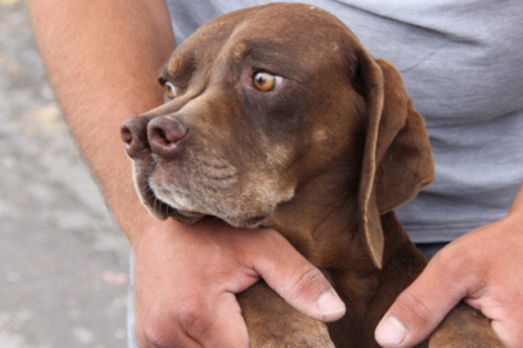 Turkish Pointer Köpek Nasıl Eğitilir? - Güncel Oku