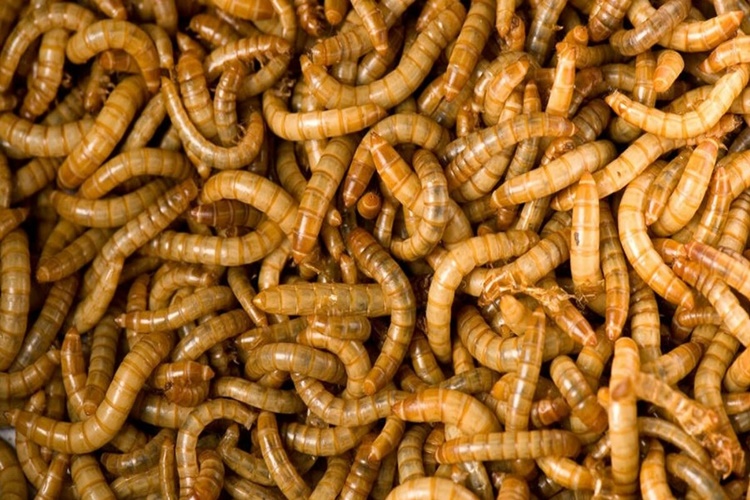 Un Kurdu Nasıl Kurutulur? - Güncel Oku