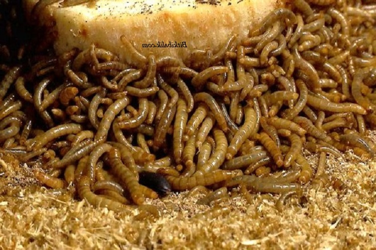 Un Kurdu Nasıl Oluşur? - Güncel Oku