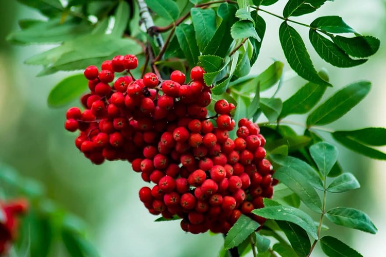 Üvez Bitkisinin Faydaları Nelerdir? - Güncel Oku