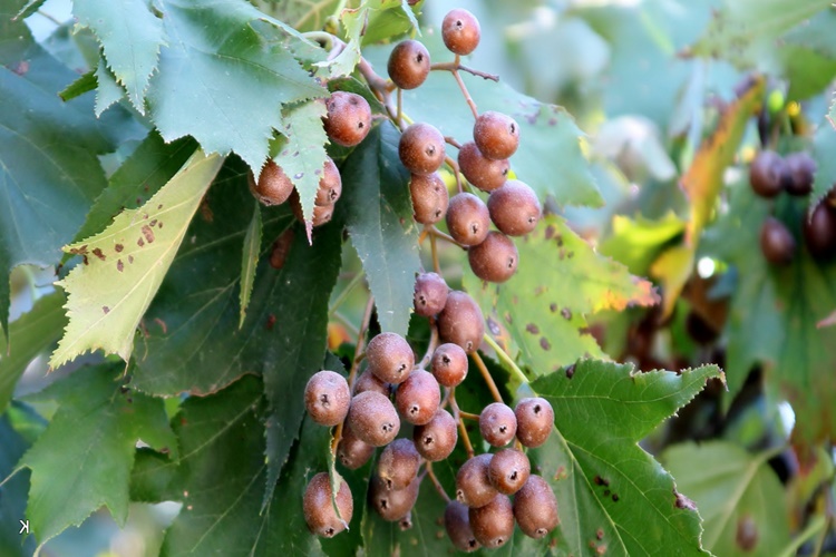 Üvez Meyvesi Nasıl Tüketilir? - Güncel Oku