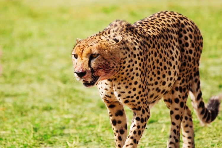 Vahşi Hayvanlar Nasıl Eğitilir? - Güncel Oku