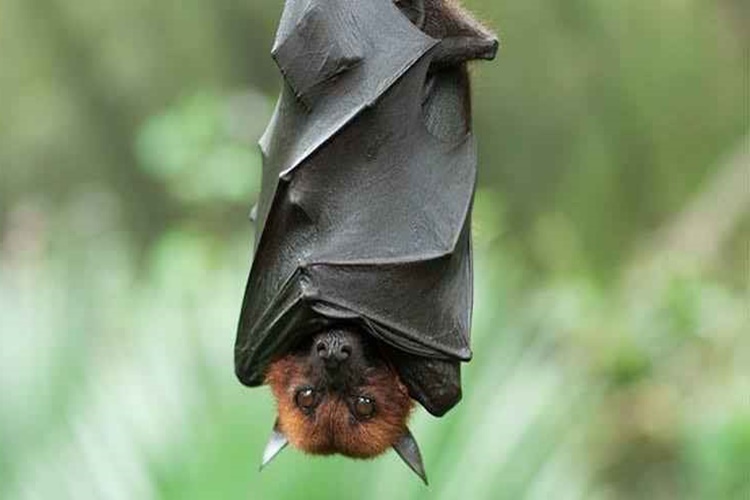Yarasa Evde Kaç Gün Yaşar? - Güncel Oku