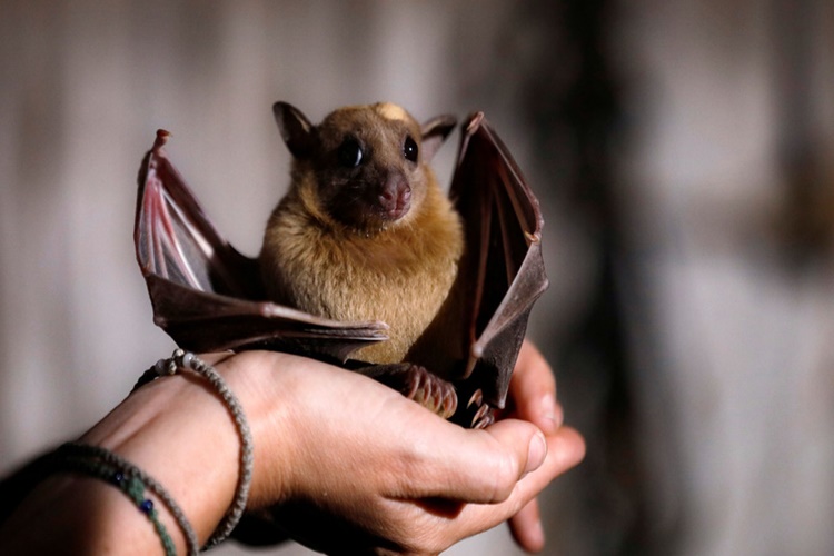 Sarı Hamam Böceği Zararları Nedir? - Güncel Oku