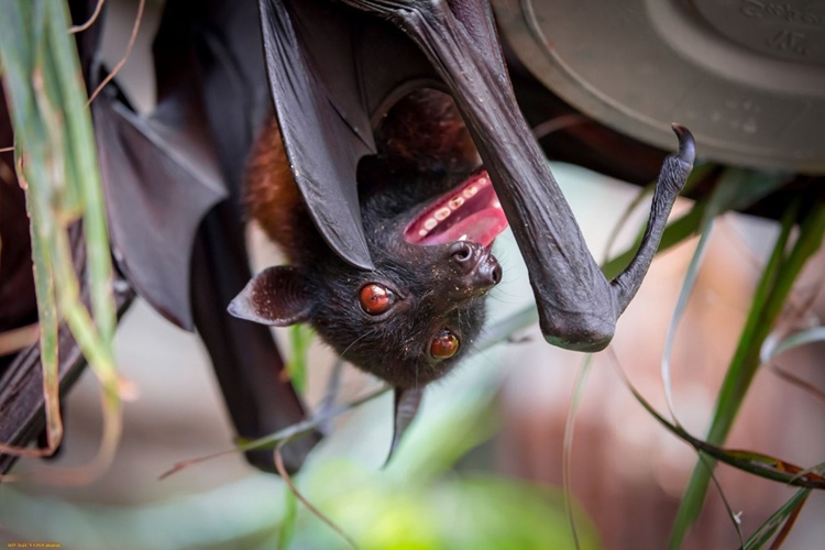 Yarasa Kanı Tüy Döker Mi? - Güncel Oku