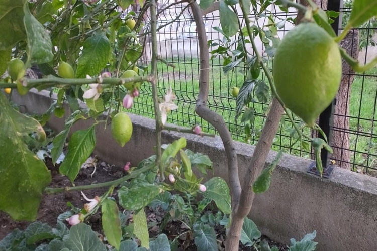 Yediveren Limon Ağacı Çeşitleri Nelerdir? - Güncel Oku