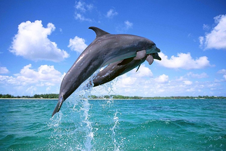 Yunus Balığı Balık Mıdır? - Güncel Oku