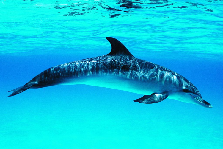 Yunus Balığı Nasıl Uyur? - Güncel Oku