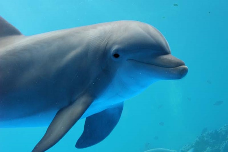 Yunus Balıklarının Özellikleri Nelerdir? - Güncel Oku