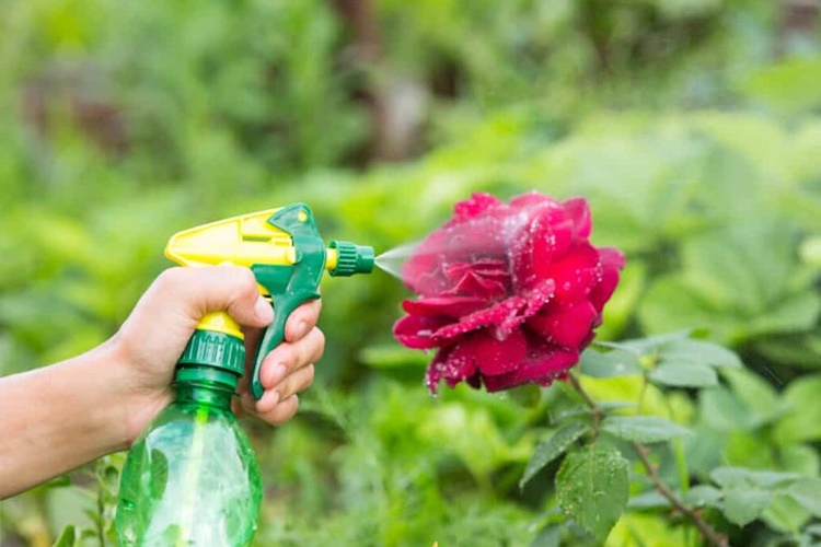Zenk Böceği Nasıl Yok Edilir? - Güncel Oku